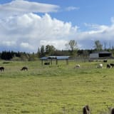 Irish Bend Covered Bridge, Oregon - 244 Reviews, Map | AllTrails