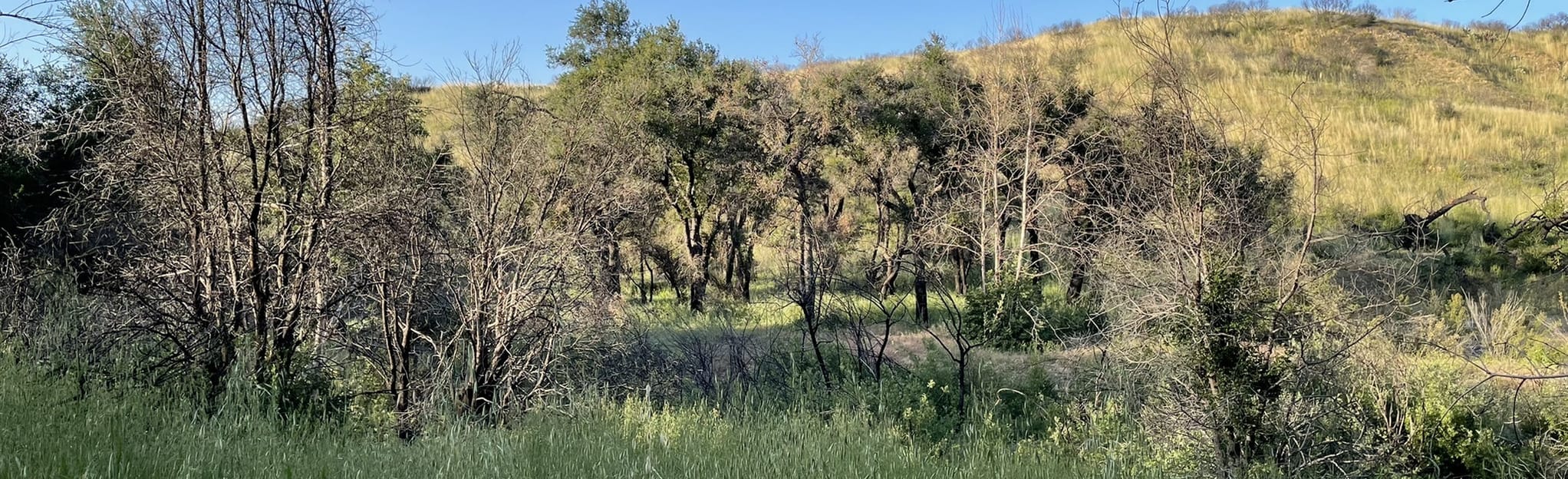 Limestone Canyon and Loma Ridge Loop: 108 Reviews, Map - California ...