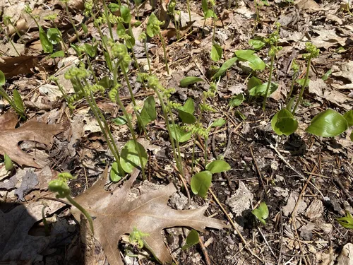 Best Hikes and Trails in Reinhardt Forest Preserve | AllTrails