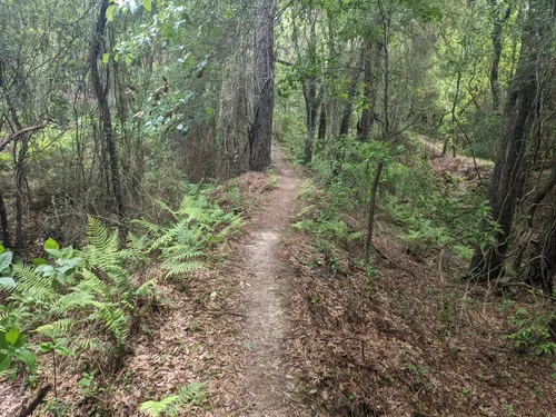 Best Hikes and Trails in Croom Wildlife Management Area | AllTrails