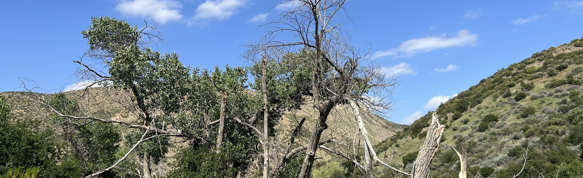 Piru Creek Trail, California - 171 Reviews, Map | AllTrails