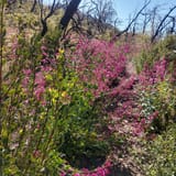 Rogers Canyon Trail via Reavis Ranch Trail, Arizona - 317 Reviews, Map ...