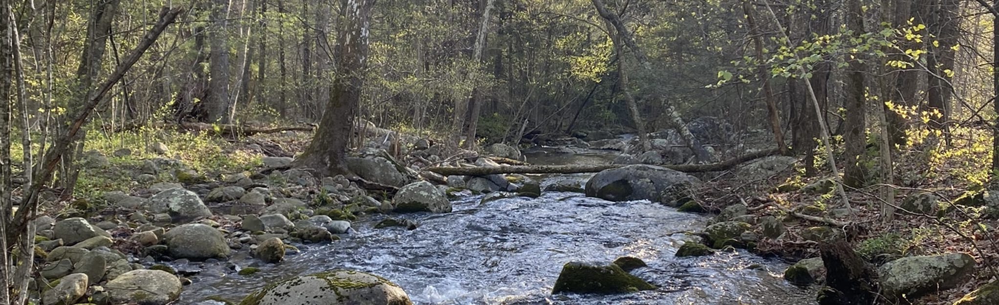 Catlett Mountain via Nicholson Hollow Trail, Virginia - 124 Reviews ...