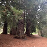 Warburton River Walk, Victoria, Australia - 209 Reviews, Map | AllTrails