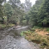 Warburton River Walk, Victoria, Australia - 209 Reviews, Map | AllTrails