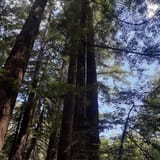 Tres Sendas Trail, California - 276 Reviews, Map | AllTrails