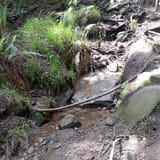 Tres Sendas Trail, California - 276 Reviews, Map | AllTrails