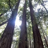 Tres Sendas Trail, California - 276 Reviews, Map | AllTrails