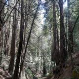 Tres Sendas Trail, California - 276 Reviews, Map | AllTrails