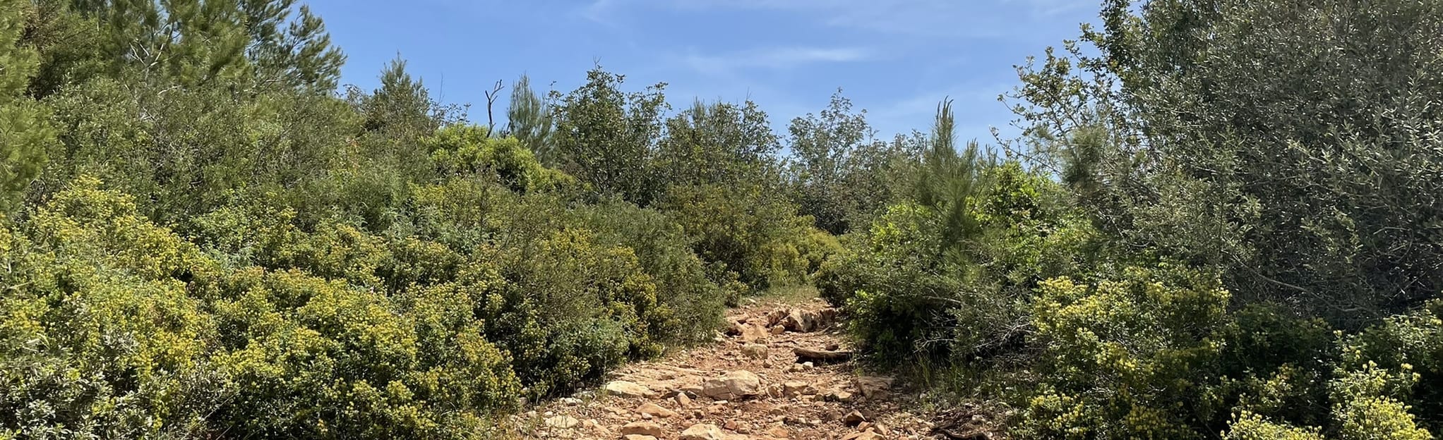 שביל ישראל: יער ניר עציון ליגור | Mappa, Guida - Haifa, Israel | AllTrails