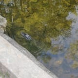 Loop Road Scenic Drive (County Road 94), Florida - 145 Reviews, Map ...