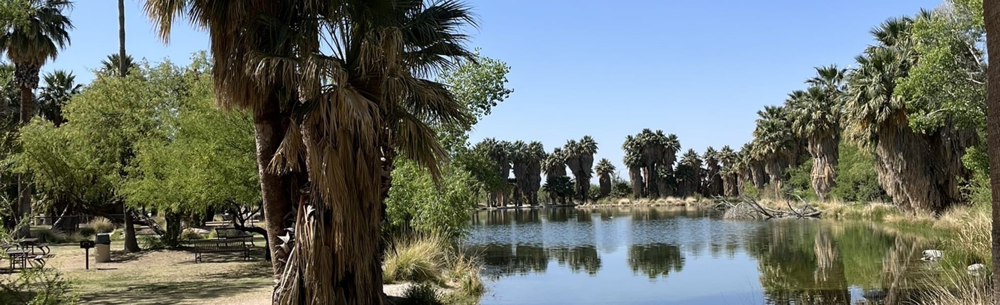 Agua Caliente Park Loop Trail - Arizona | AllTrails