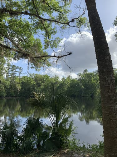 Best Hikes and Trails in Shell Bluff Park | AllTrails