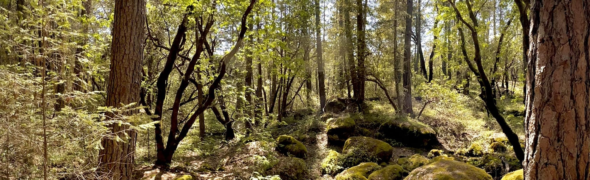 Mossy Rock and Mid-Forest Loop: 40 Reviews, Map - California | AllTrails