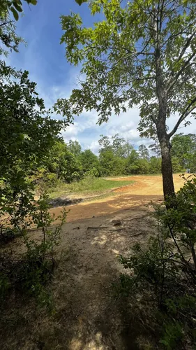 10 Best Forest Trails in Mississippi | AllTrails