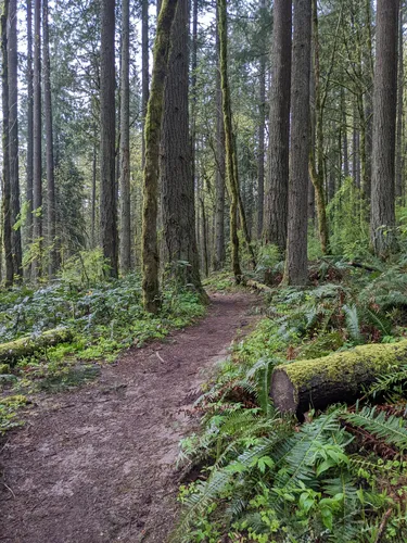 10 Best Trail Running Trails in Forest Park | AllTrails