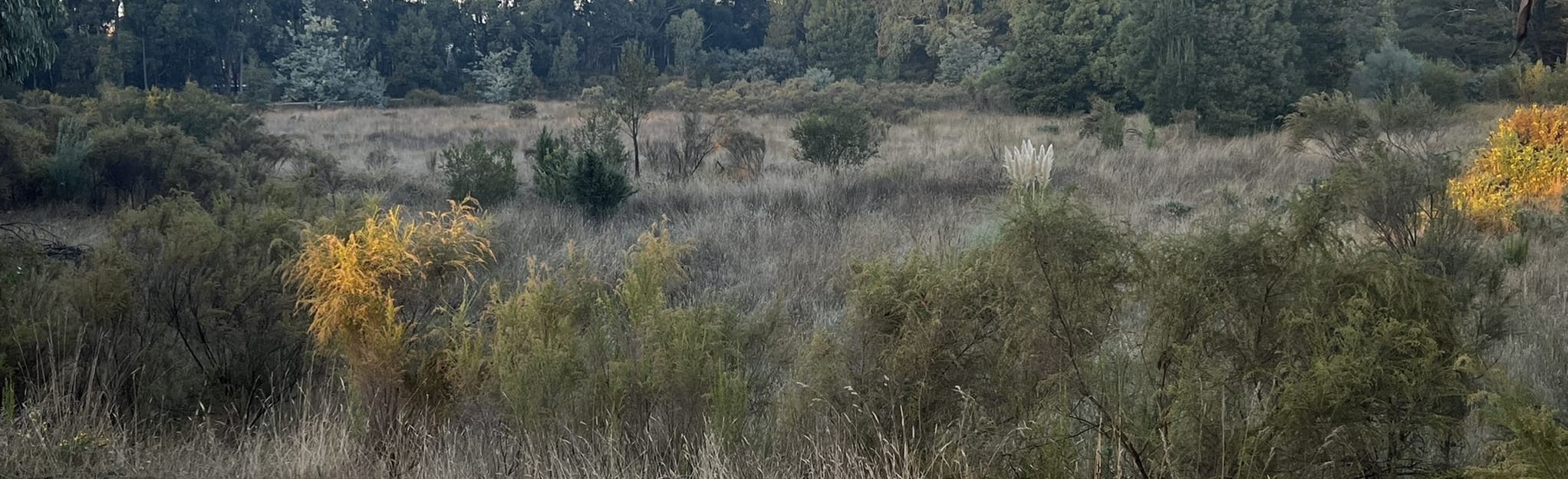 Wallaby Track, Victoria, Australia - 68 Reviews, Map | AllTrails