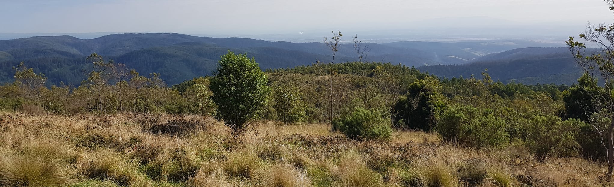 Mount Tassie Loop: 23 Reviews, Map - Victoria, Australia | AllTrails