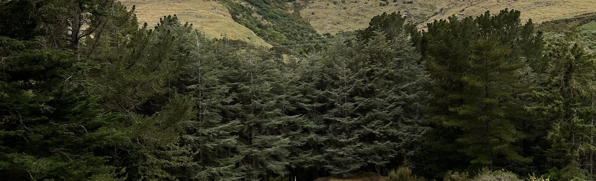 Hidden Valley Track to Victoria Park Loop: 58 Reviews, Map - Canterbury ...