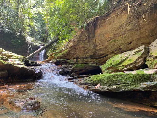 10 Best Camping Trails in Lambir Hills National Park | AllTrails