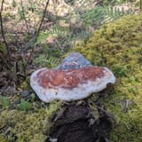 Grand Ridge Park Trail, Washington - 397 Reviews, Map | AllTrails