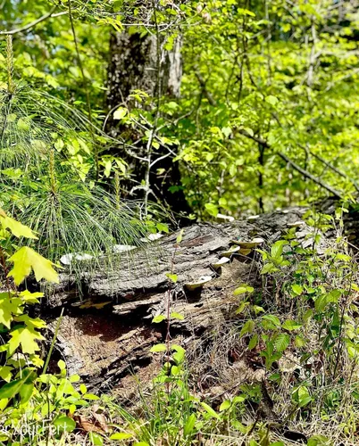 Best Hikes and Trails in Crooked Run Wildlife Management Area | AllTrails