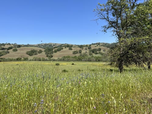 2023 Best 10 Trails and Hikes in Mount Hamilton | AllTrails