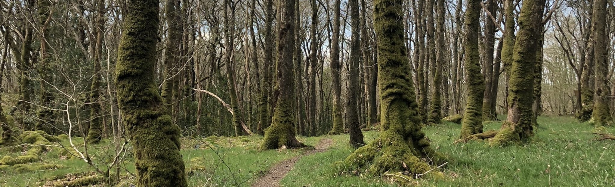 Wood of Cree Circular, Dumfries and Galloway, Scotland - 28 Reviews ...