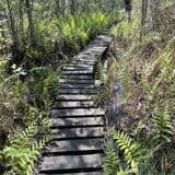 Neusiok Trail Northern Half, North Carolina - 168 Reviews, Map | AllTrails