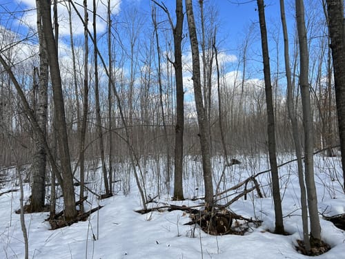 Best Hikes and Trails in Brule River State Forest | AllTrails