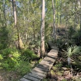 Neusiok Trail Northern Half, North Carolina - 168 Reviews, Map | AllTrails