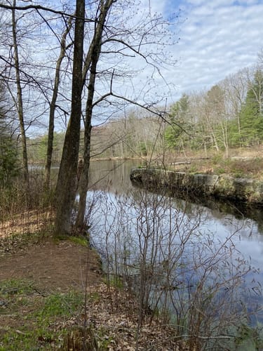 Best Hikes and Trails in Walpole Town Forest | AllTrails