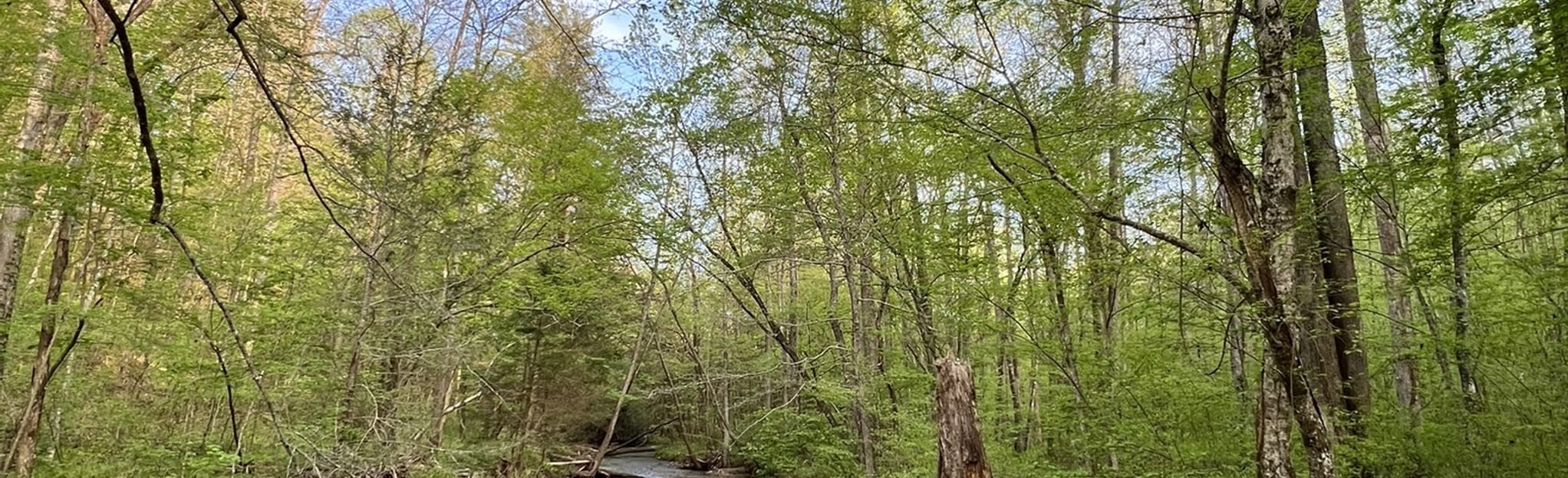 Wildcat Creek Loop Trail | Mapa, Roteiro - Georgia | AllTrails