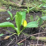 Beaver Lake Park Trail, Washington - 238 Reviews, Map | AllTrails