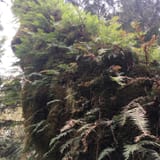 Beaver Lake Park Trail, Washington - 238 Reviews, Map | AllTrails