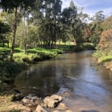 Warburton River Walk, Victoria, Australia - 209 Reviews, Map | AllTrails