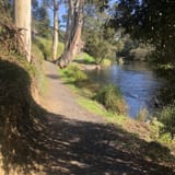 Warburton River Walk, Victoria, Australia - 209 Reviews, Map | AllTrails