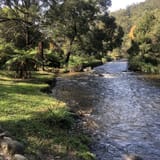 Warburton River Walk, Victoria, Australia - 209 Reviews, Map | AllTrails
