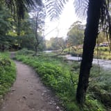 Warburton River Walk, Victoria, Australia - 209 Reviews, Map | AllTrails