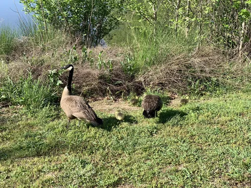 Best Hikes and Trails in Village Point Lake | AllTrails