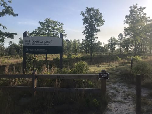 Best Hikes and Trails in Bell Ridge Longleaf Wildlife and Environmental ...