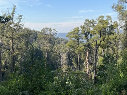 2023 Best Camping Trails in Bunyip State Park | AllTrails