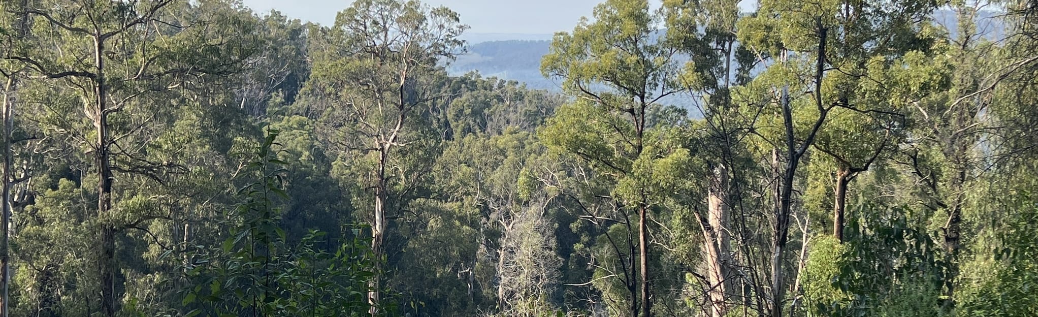 Nash Creek Campground, Victoria, Australia - 8 Reviews, Map | AllTrails