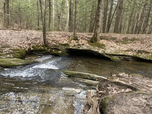 Best Hikes and Trails in Rines Forest | AllTrails