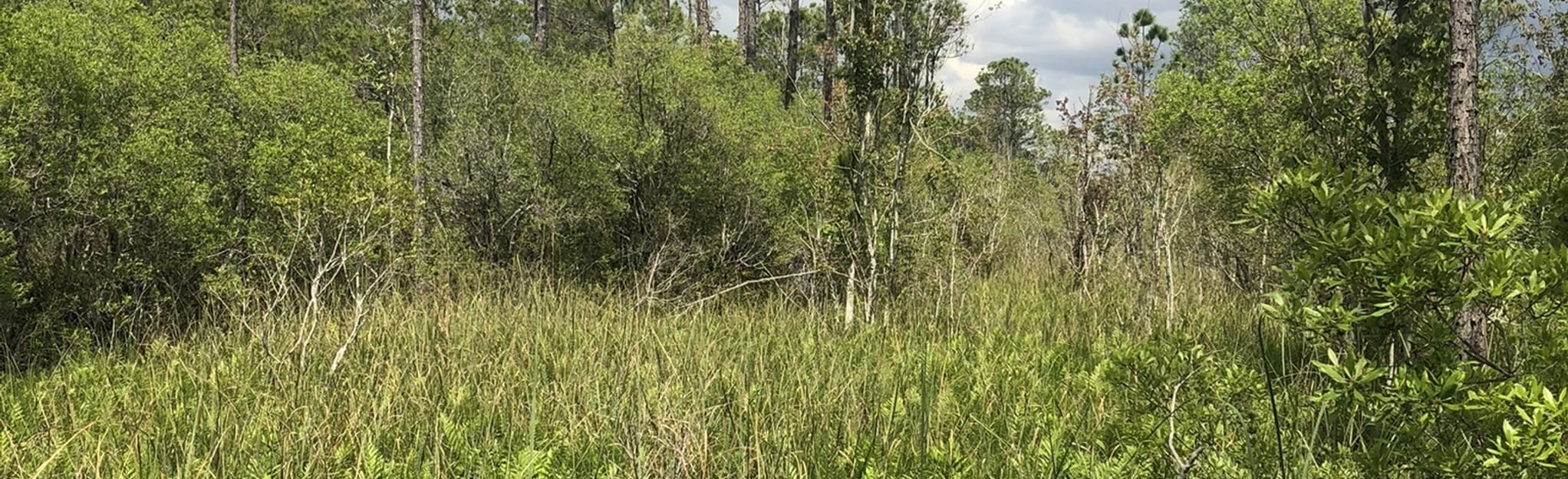 Hugh S. Branyon Backcountry Trail, Alabama - 342 Reviews, Map | AllTrails