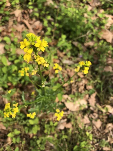 Best Hikes and Trails in Cohansey River Wildlife Management Area ...