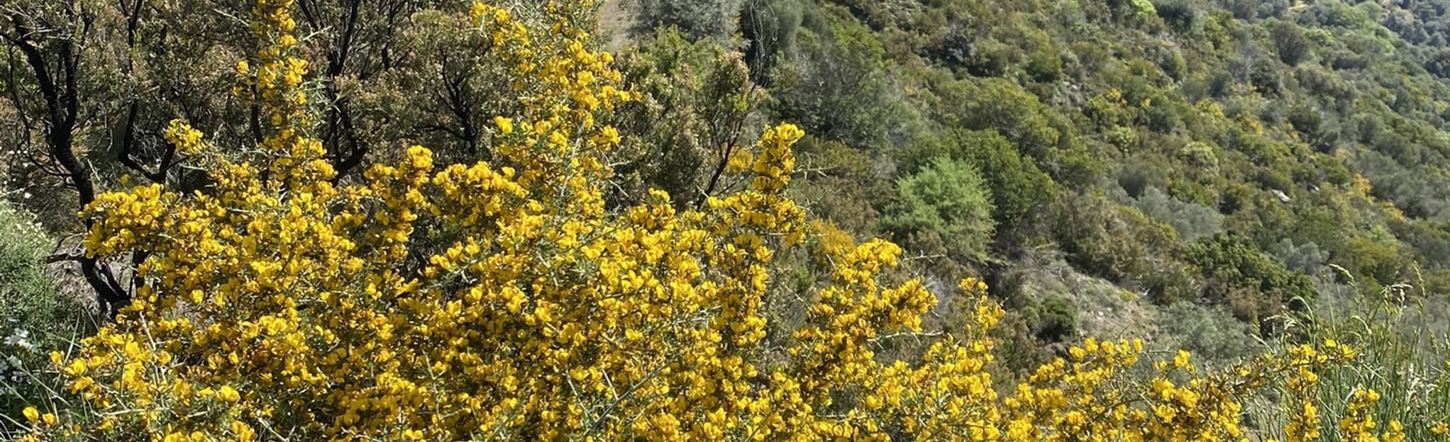 Kotsomatados - Mouri Gorge - Mouri - Topolia: 25 foto's - Kreta ...