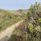 Crespi Trail, California - 224 Reviews, Map | AllTrails