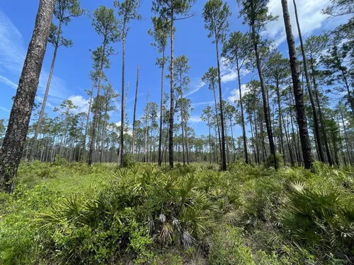 Best Forest Trails in Goethe State Forest | AllTrails