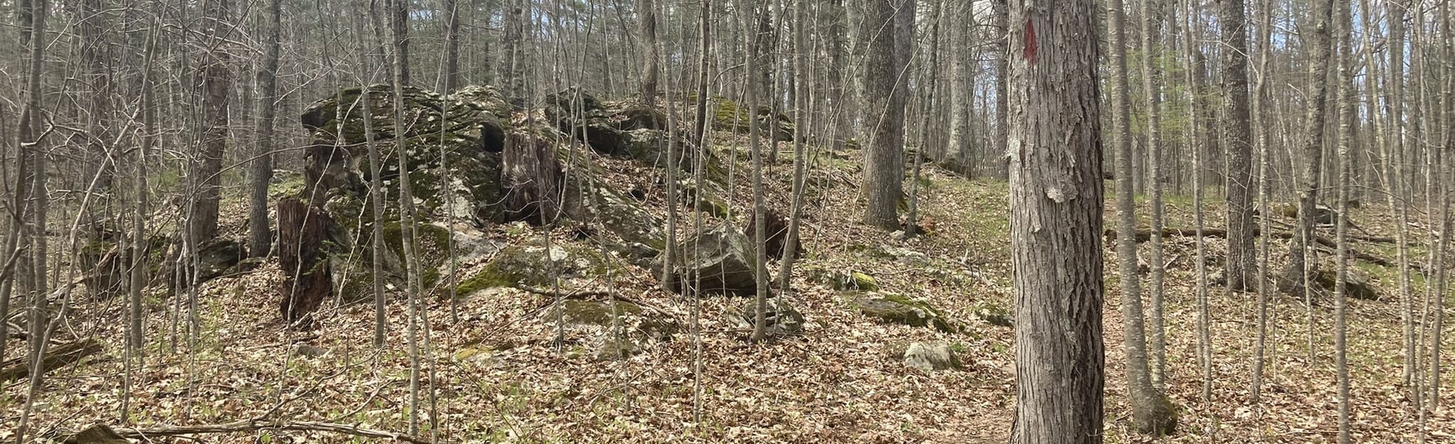 Weigold Conservation Area Blue Loop, Connecticut - 26 Reviews, Map ...